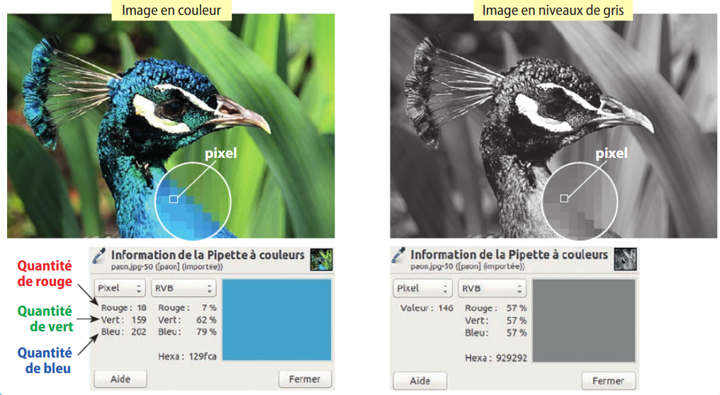 Le traitement de l'image : de la couleur aux niveaux de gris [Enseignement SNT module "La ...